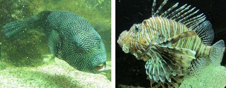 Découvrez les étonnants poissons de l'aéroport d'Orly - Le Parisien