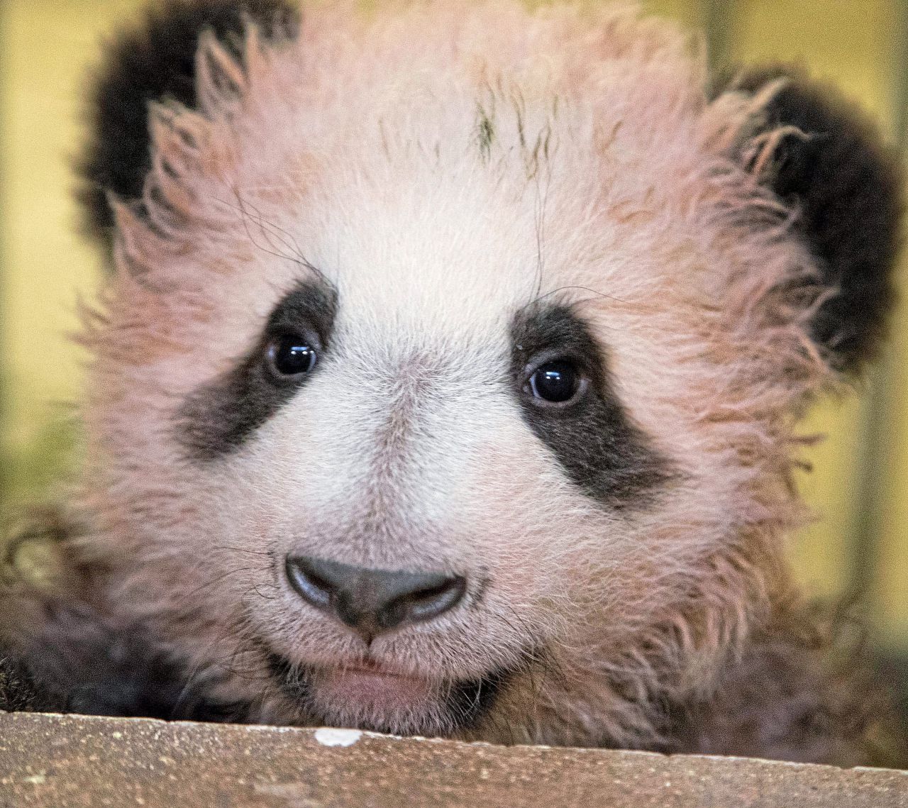 Ces animaux qui ont marqué l'année : Yuan Meng, le «very important ...