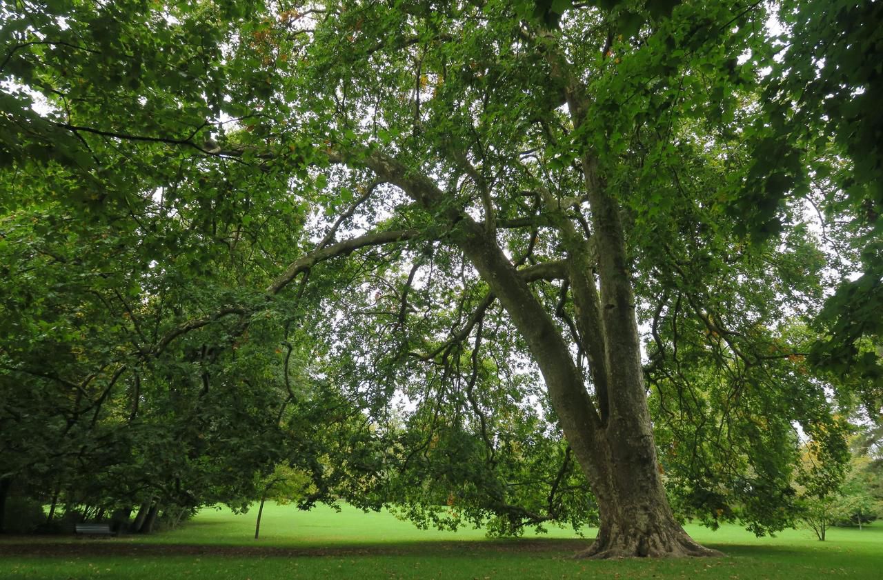 Yerres : les arbres du parc Caillebotte labellisés « remarquables ...