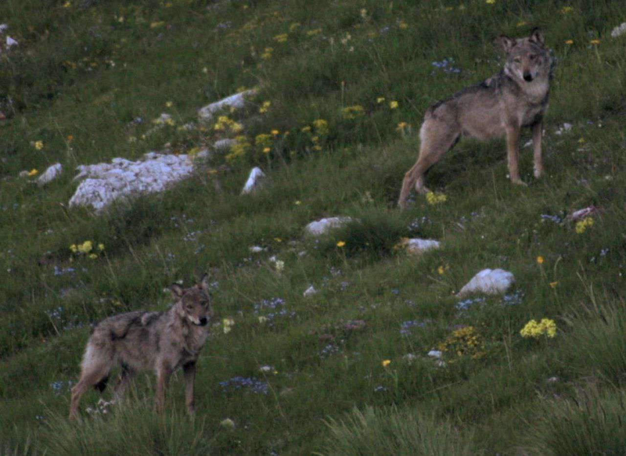 « La Vallée des loups » : éblouissant **** - Le Parisien