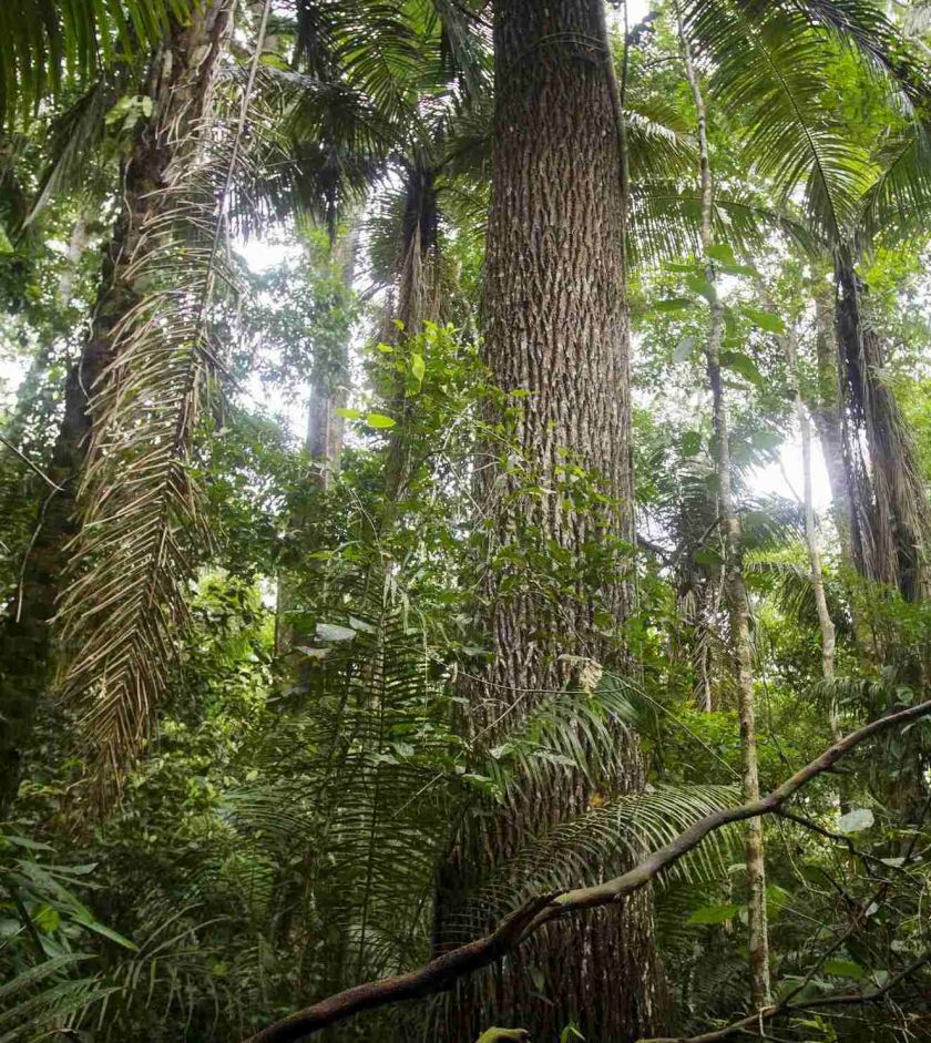 La forêt disparaît moins vite - Le Parisien