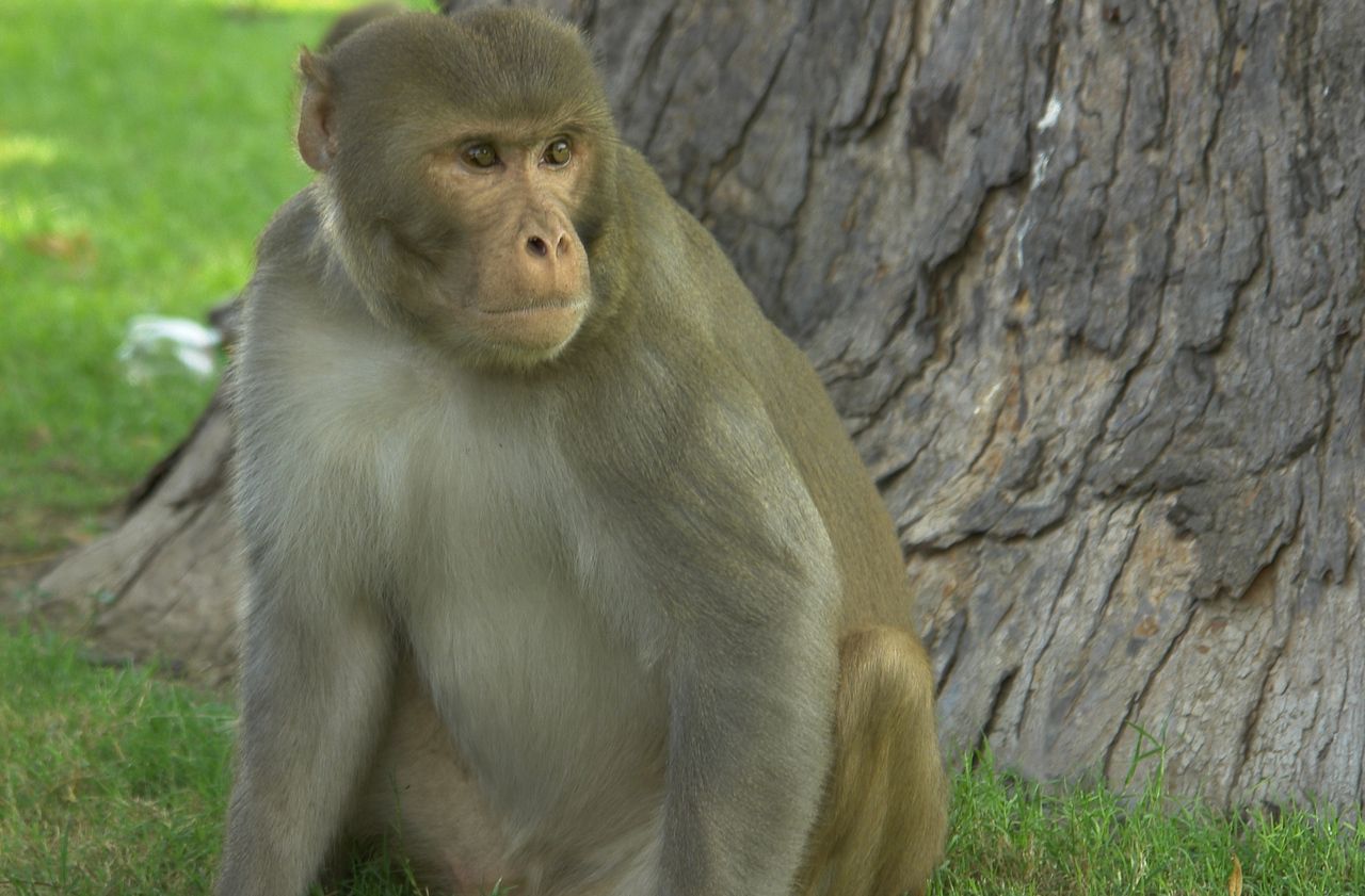 Chine : des chercheurs implantent un gène humain à des singes - Le Parisien