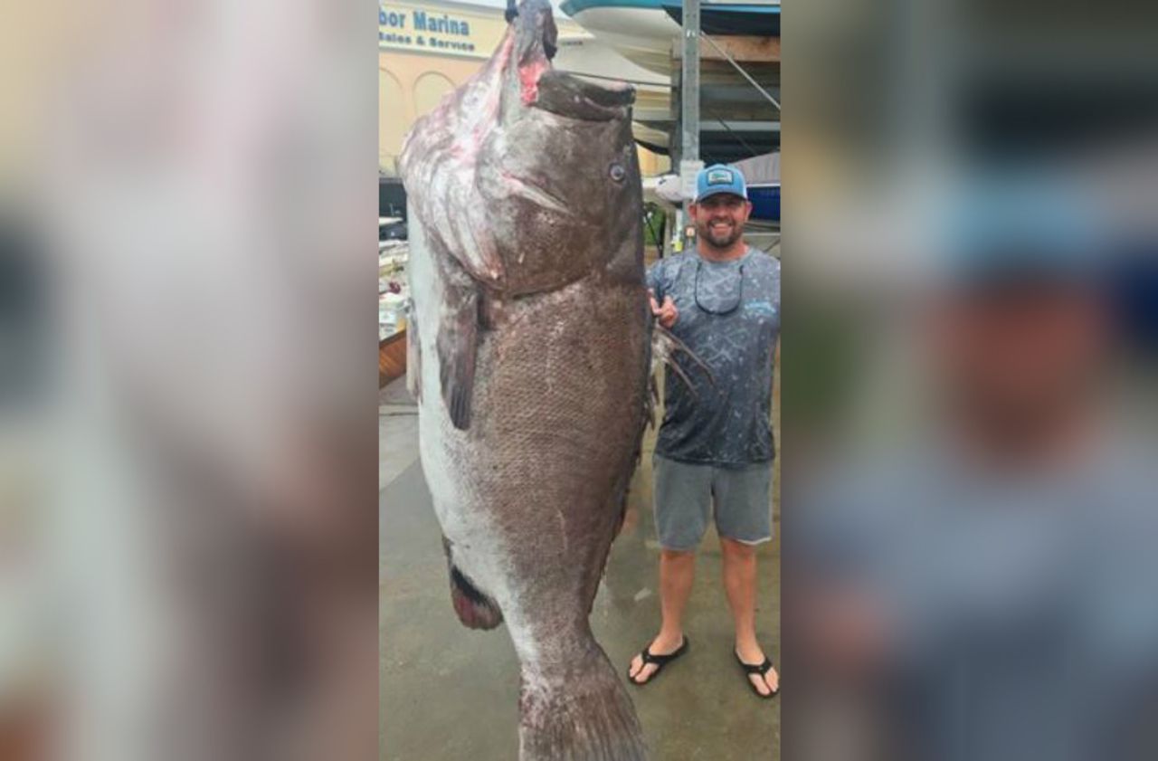 Un mérou de 159 kilos et 50 ans pêché en Floride - Le Parisien