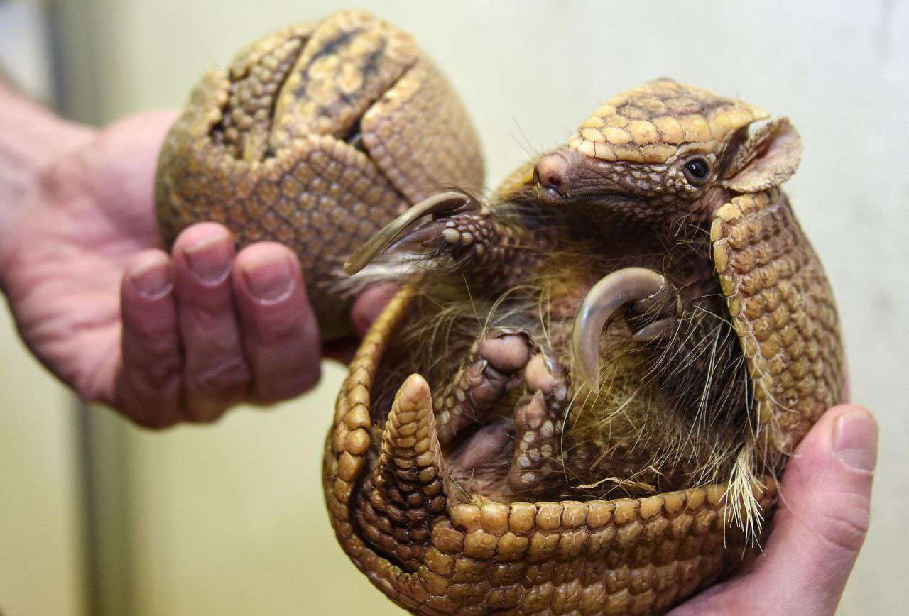 EN IMAGES. Naissance d'un bébé tatou au zoo de Mulhouse - Le Parisien