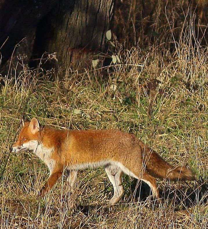 Non, le renard ne transmet plus la rage - Le Parisien