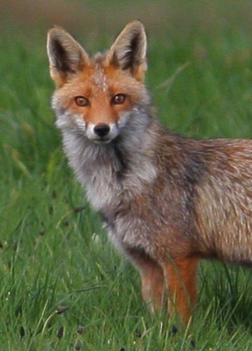 Le renard face aux Ch'tis chasseurs - Le Parisien