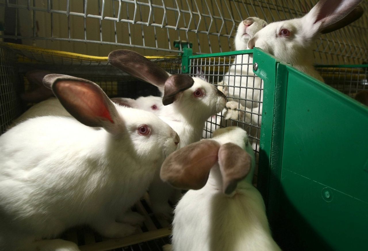 Consommation : dur de trouver un lapin bio ! - Le Parisien