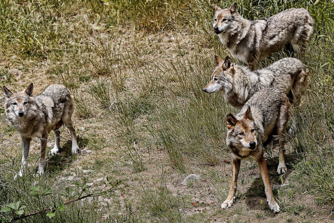 Les loups se font la malle - Le Parisien