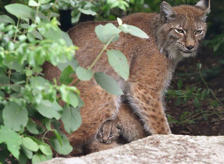 3 bébés lynx au parc zoologique - Le Parisien
