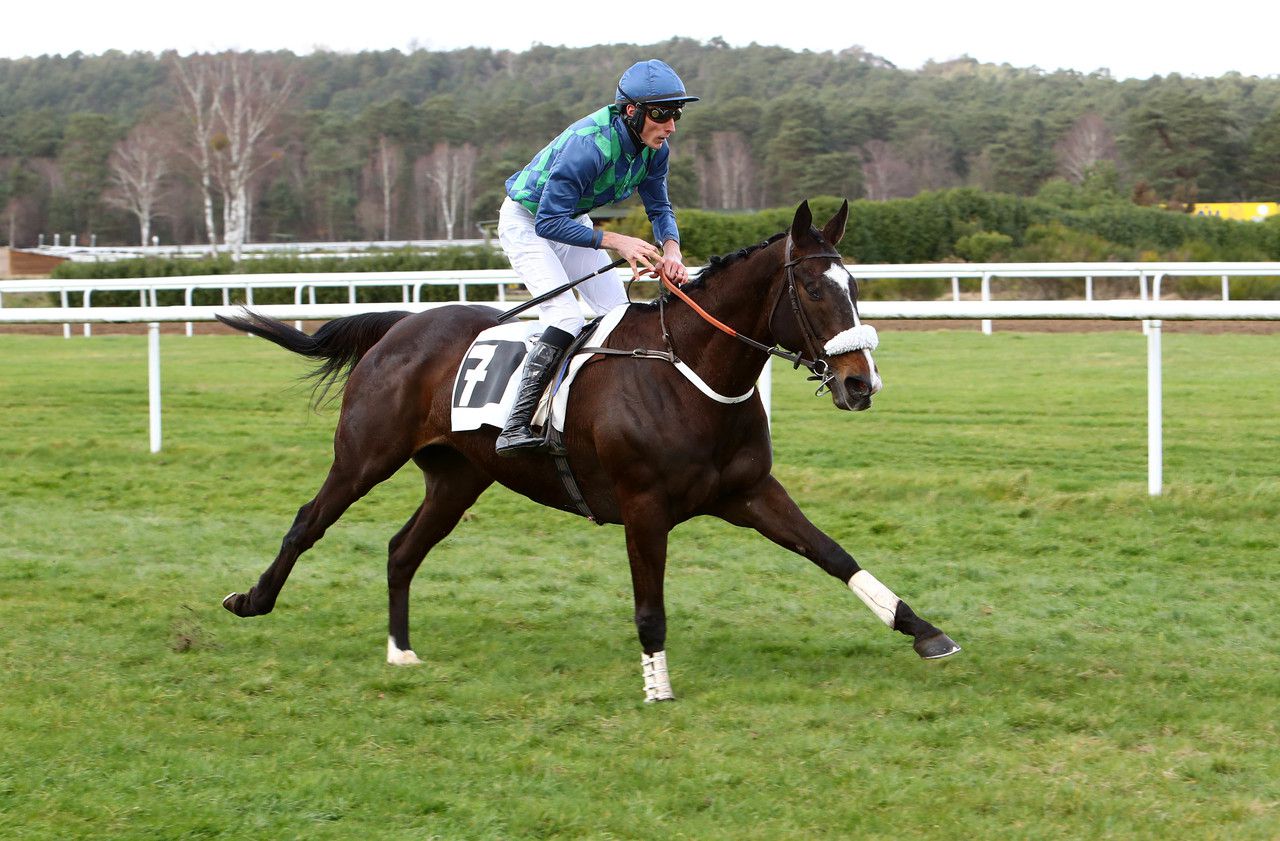 Hippisme : 639 jours après, On The Go s'impose - Le Parisien Hippisme : 639 jours après, On The Go s'impose - Le Parisien