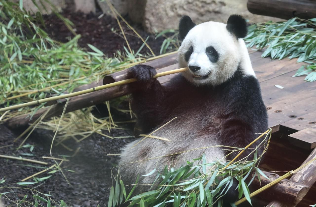 Zoo de Beauval : les pandas vont-ils rester en France ? - Le Parisien