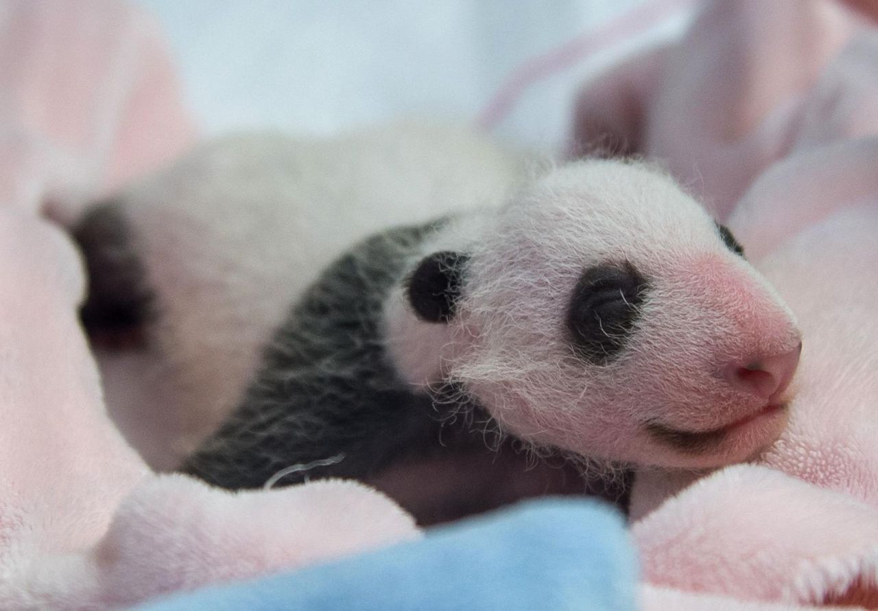 Zoo de Beauval : le bébé panda passe son temps à téter et à dormir - Le ...