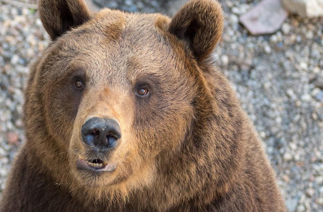 Un ourson « seul, fatigué et dérouté » sauvé dans les Pyrénées - Le ...