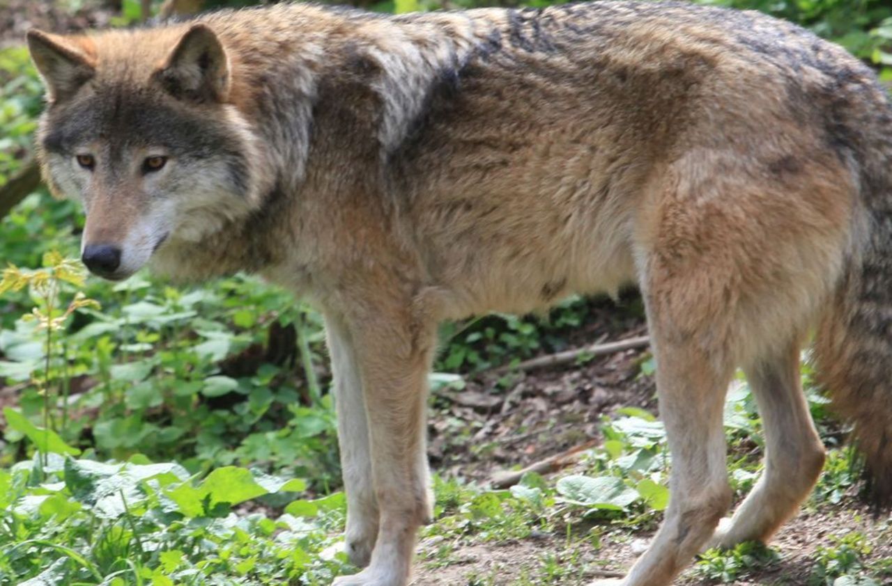 Loup : 74 villages veulent faire payer l’Etat en cas de capture de l ...