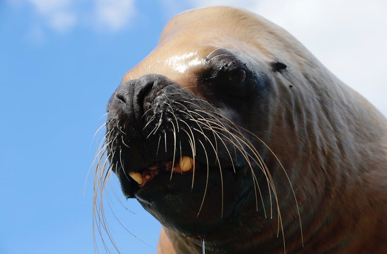 Moselle : Watson, l’otarie qui prédisait les victoires des Bleus est ...