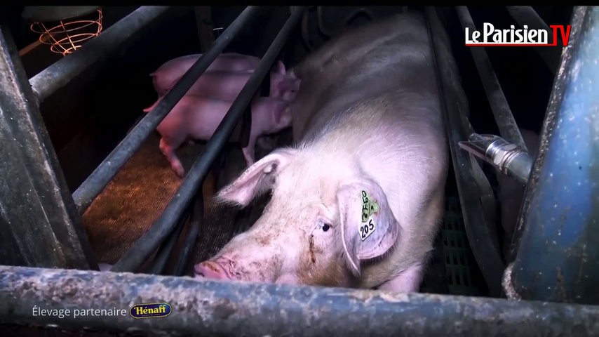 L214 : les nouvelles images choc d'un élevage de cochons - Le Parisien