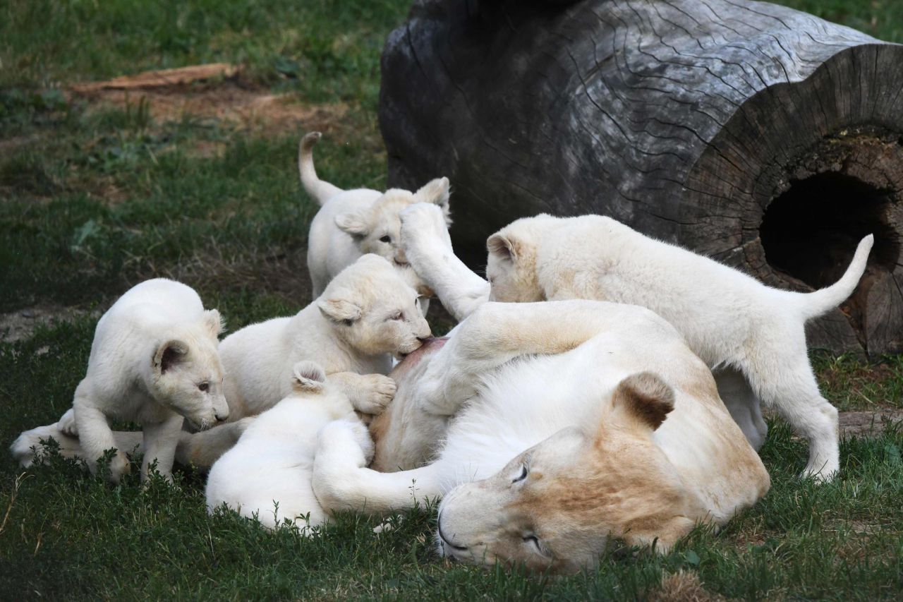 Une exceptionnelle portée de cinq lions blancs - Le Parisien
