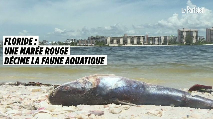 Floride : une marée rouge décime la faune aquatique - Le Parisien